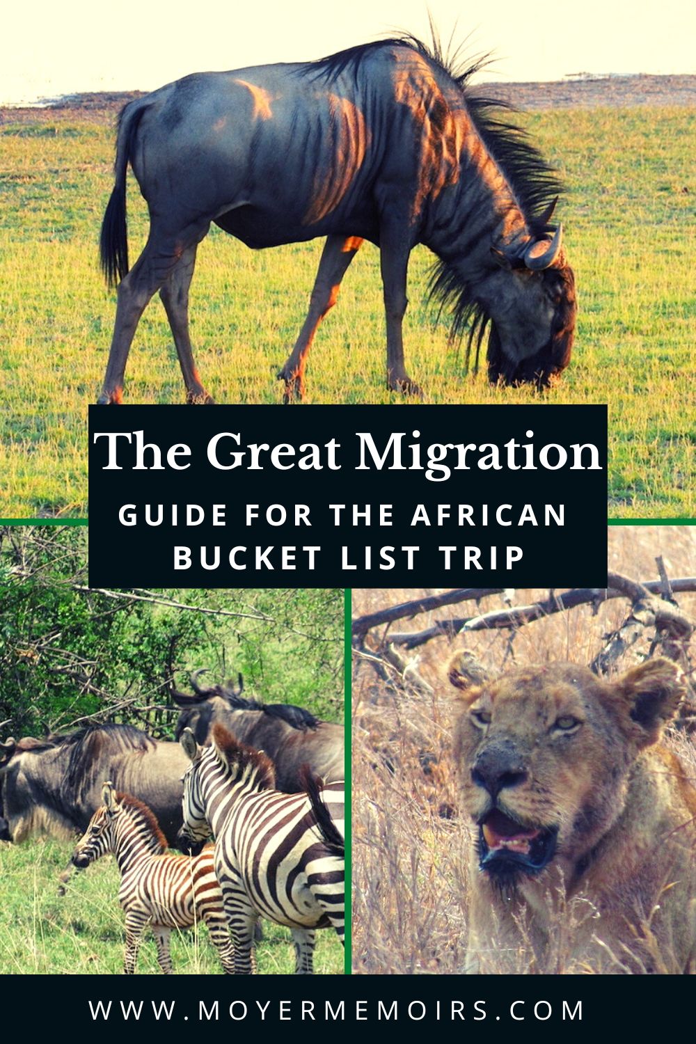 All the Facts about the Great Migration in Africa - Moyer Memoirs