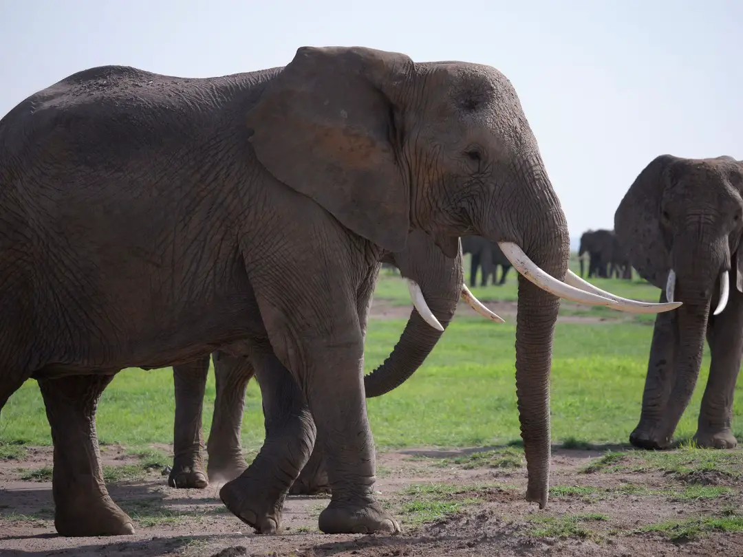 7 Best Places to see Elephants in Africa - Moyer Memoirs